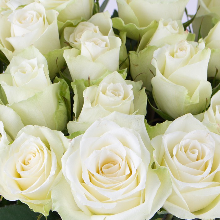 40 White Roses (40cm) buy with fast delivery in the store Get Flower
